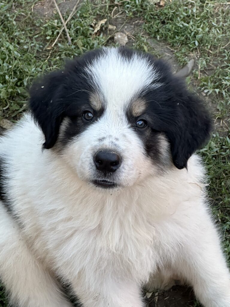 Romanian Bucovina Shepherd Dog (Ciobanesc Romanesc de Bucovina ) – Dogs ...