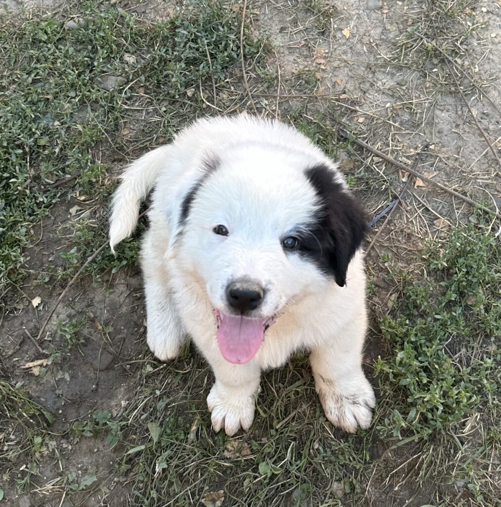 Romanian Bucovina Shepherd Dog (Ciobanesc Romanesc de Bucovina ) – Dogs ...