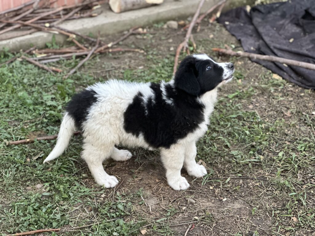 Romanian Bucovina Shepherd Dog (Ciobanesc Romanesc de Bucovina ) – Dogs ...