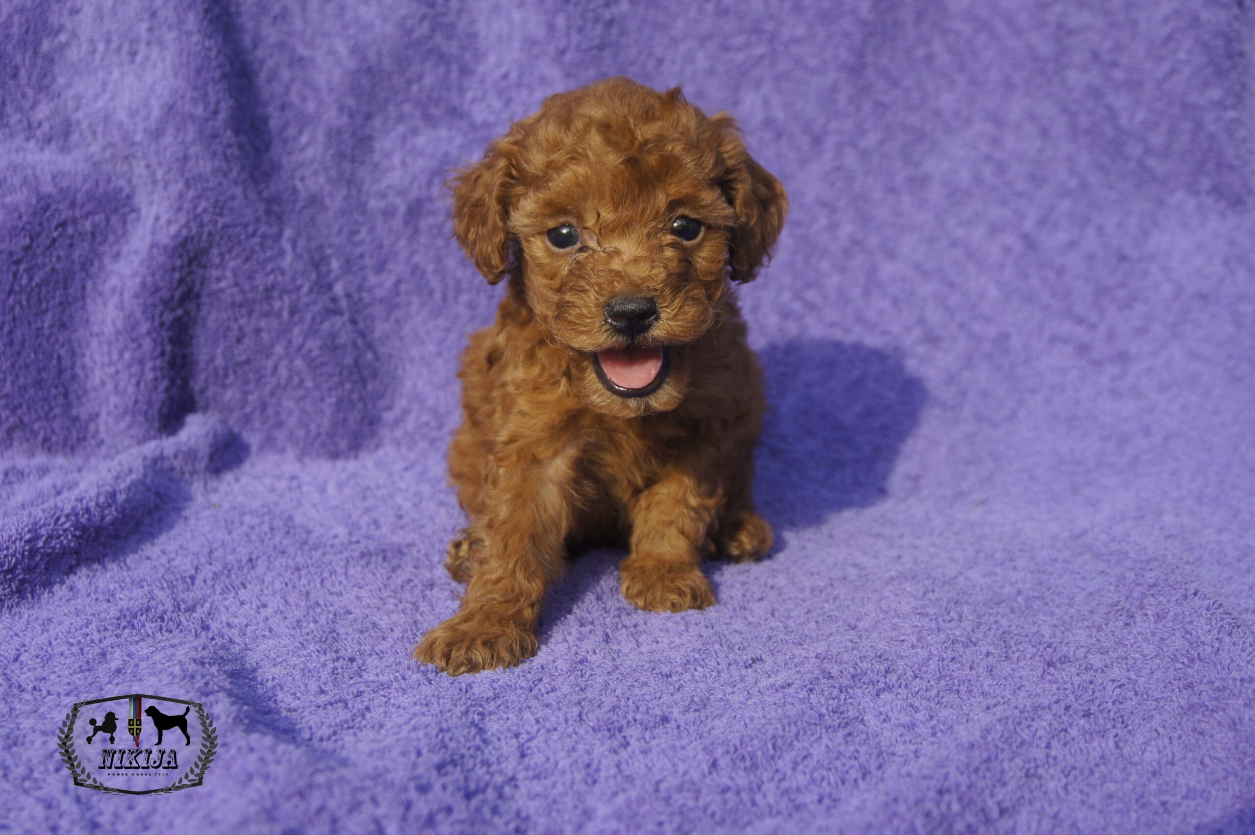 Toy poodle – Dogs Jelena Dog Shows