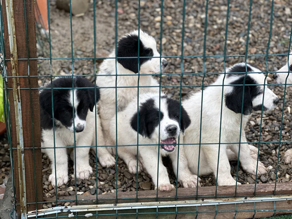 Romanian Bucovina Shepherd Dog (Ciobanesc Romanesc de Bucovina ) – Dogs ...