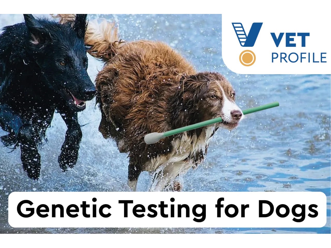 VetProfile Genetic Tests – Dogs Jelena Dog Shows
