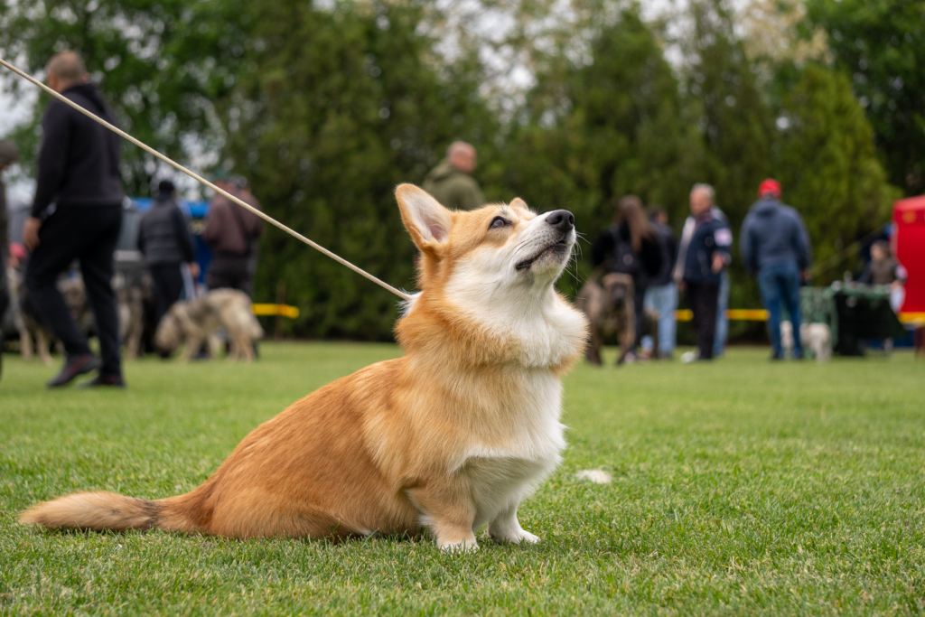 Welsh Corgi Pembroke Stud Dog – Dogs Jelena Dog Shows