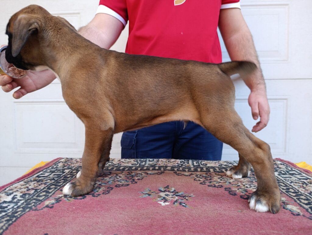 German boxer puppies – Dogs Jelena Dog Shows