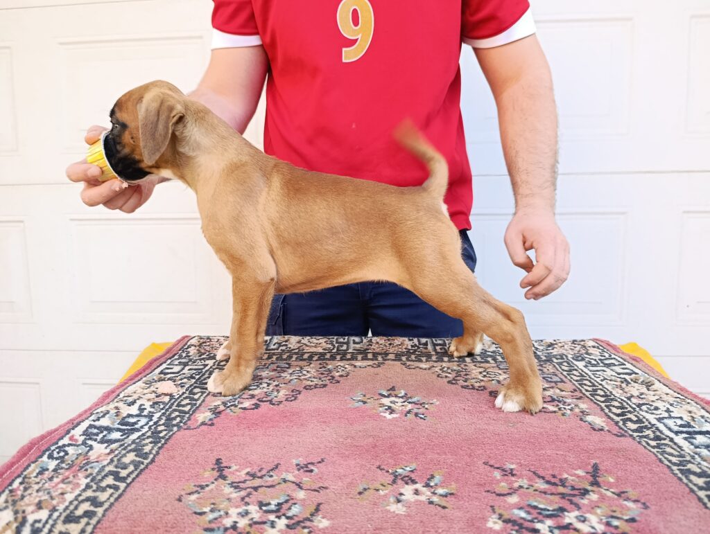 German boxer puppies – Dogs Jelena Dog Shows