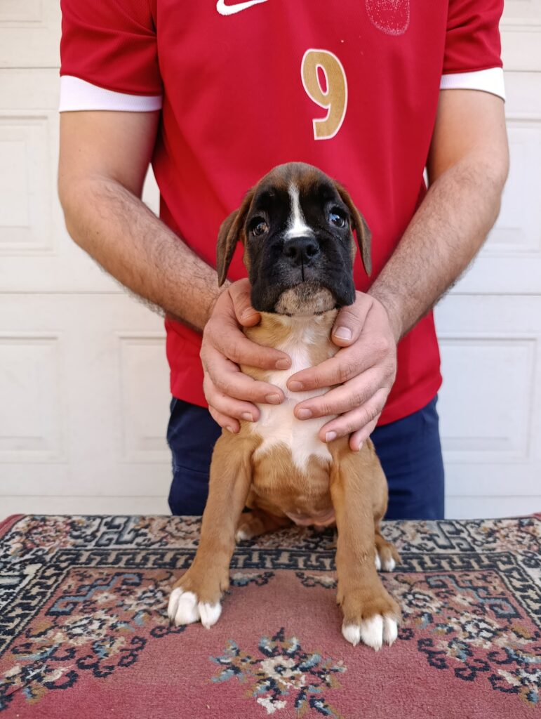 German boxer puppies – Dogs Jelena Dog Shows