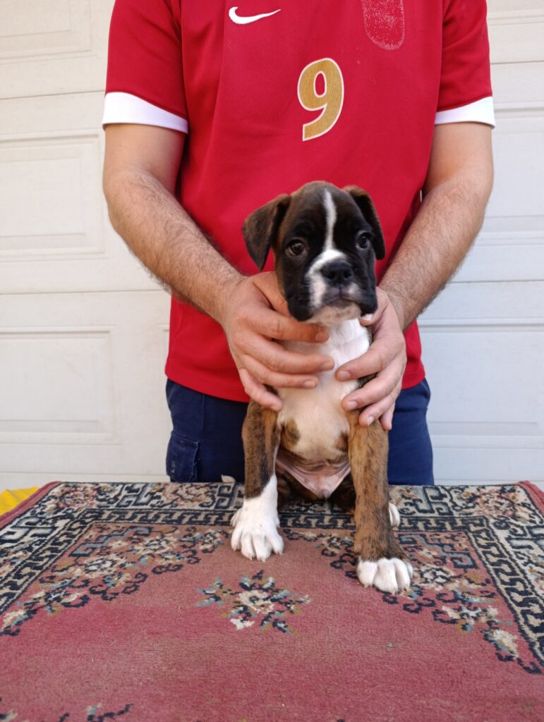 German boxer puppies – Dogs Jelena Dog Shows