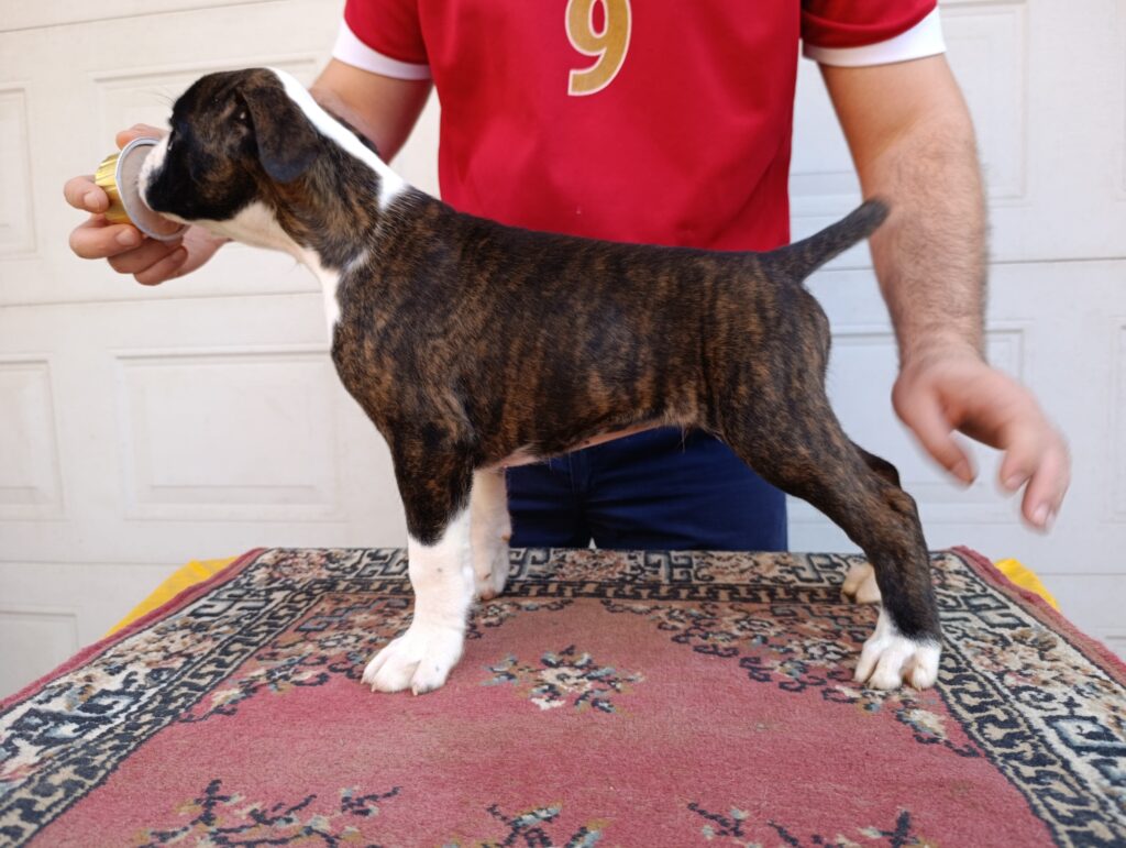 German boxer puppies – Dogs Jelena Dog Shows
