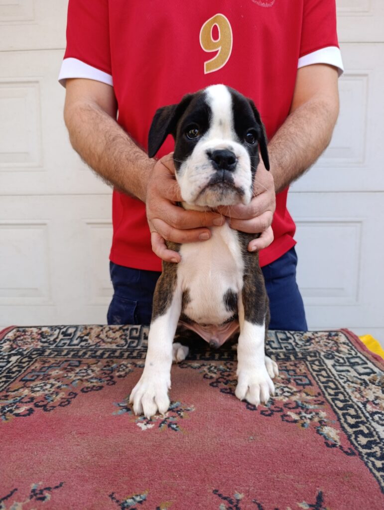 German boxer puppies – Dogs Jelena Dog Shows