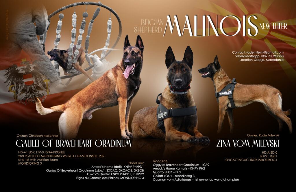 Belgian malinois – Dogs Jelena Dog Shows